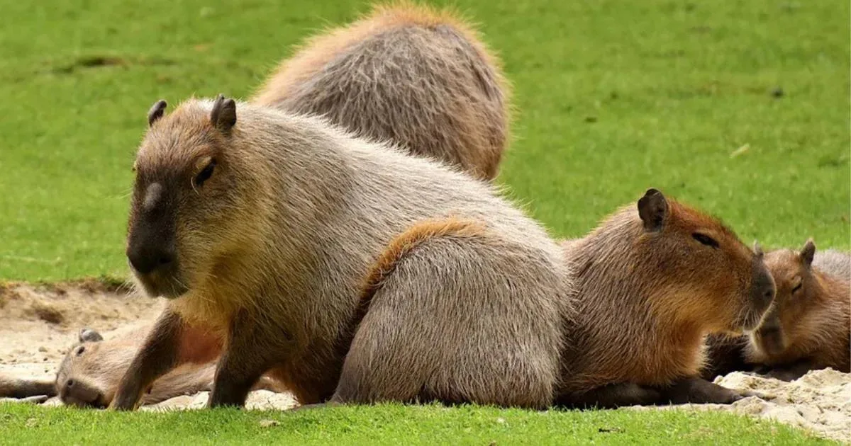Capibaras: los gigantes tranquilos y sociables del agua - Viralinsight